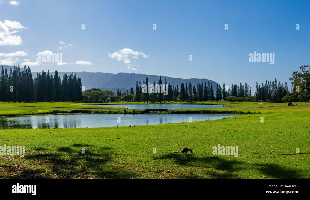 Cook pine trees line the golf course in Princeville with the Na Pali ...