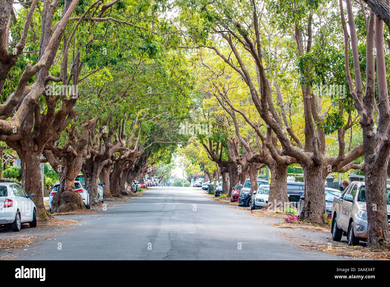 In-Street planting of brush box Lophostemon confertus (Brush Box trees ...