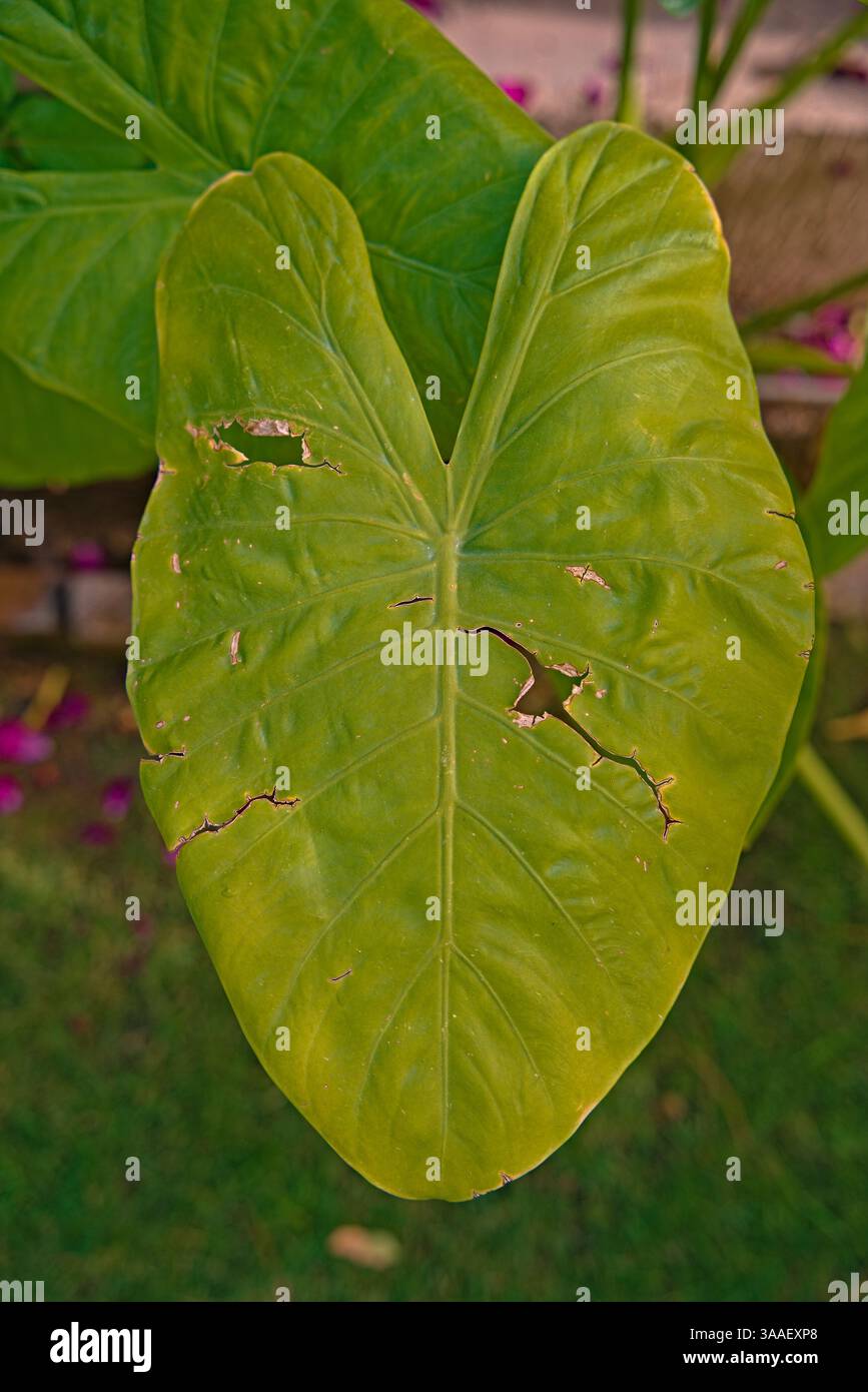 Leaf of some species of an Elephant's ear plant, in a front yard of a ...