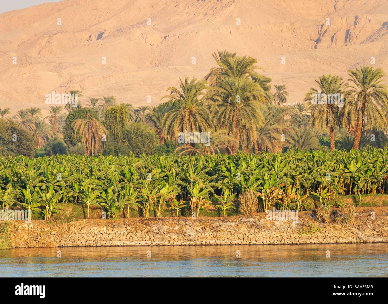 Narrow strip of banana farmland with village behind and large sand ...