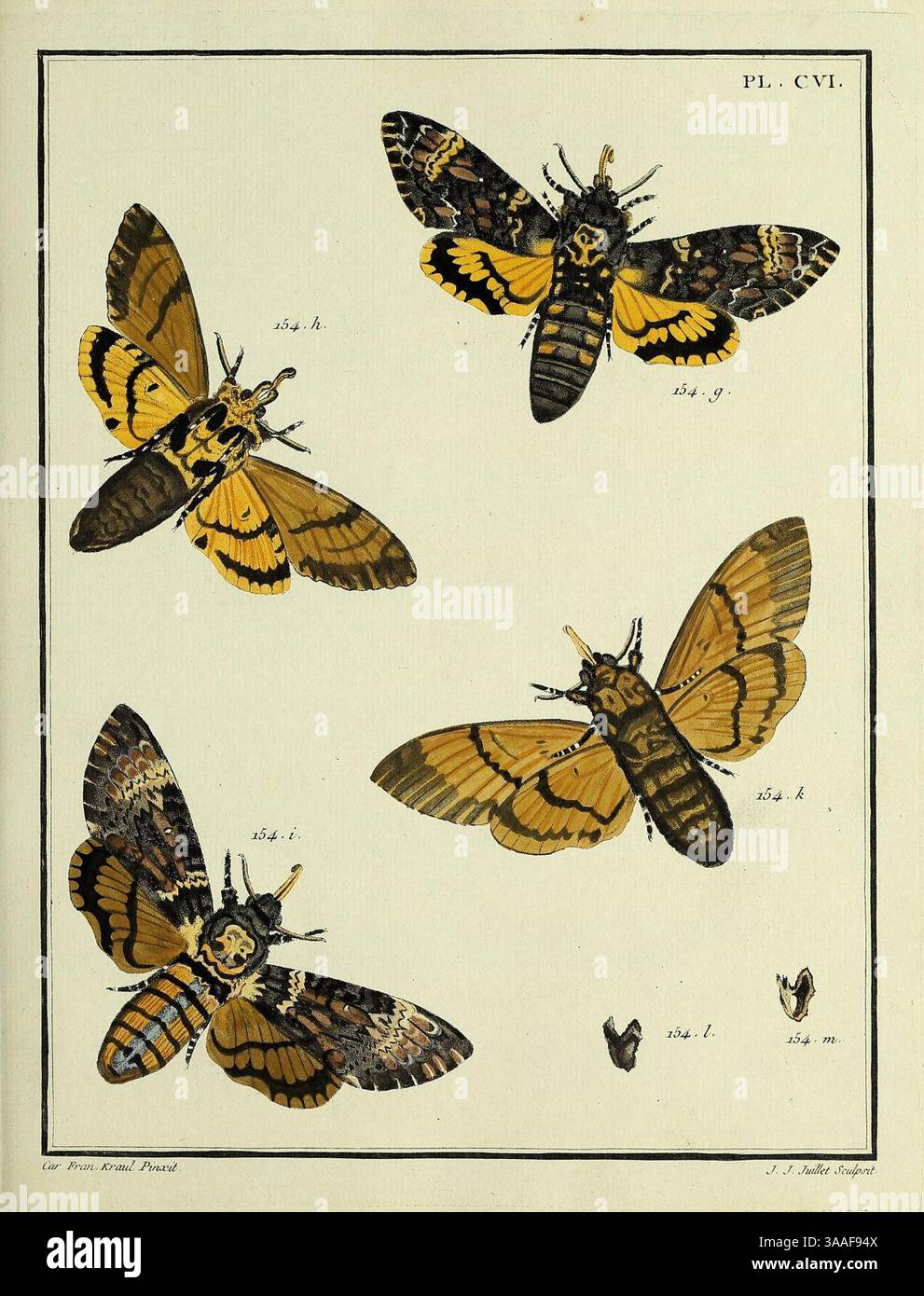 Insectes d'Europe, peints d'après nature Atlas 2 Plate CVI Stock Photo ...