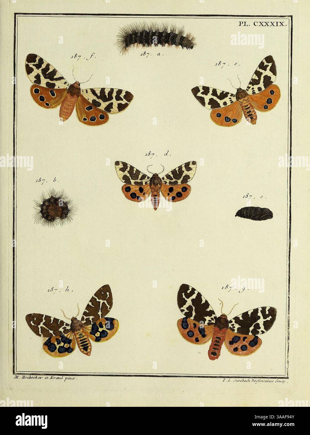Insectes d'Europe, peints d'après nature Atlas 2 Plate CXXXIX Stock ...