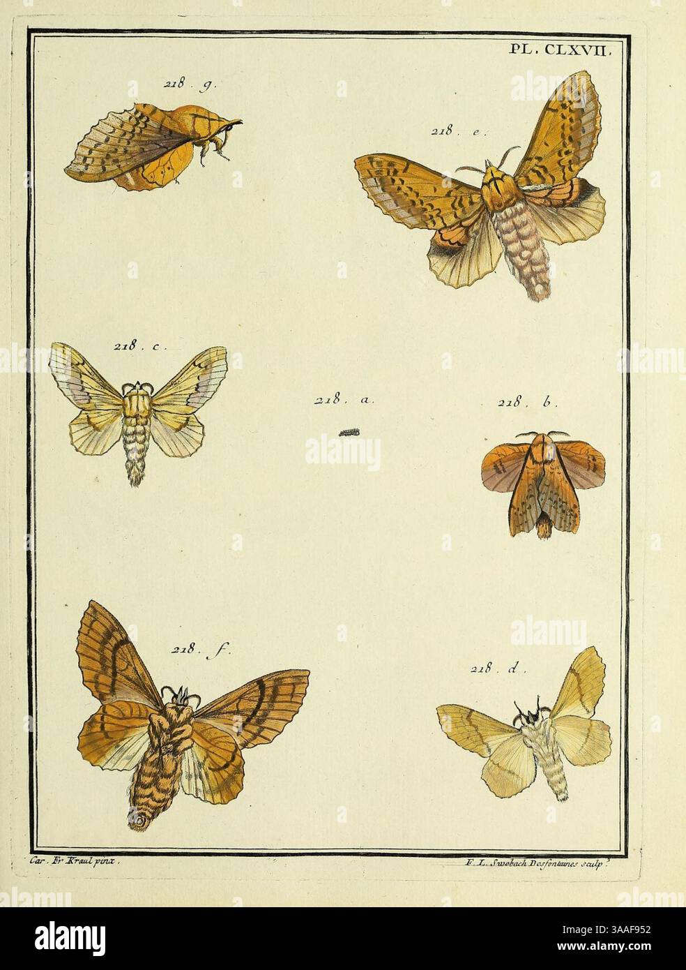 Insectes d'Europe, peints d'après nature Atlas 2 Plate CLXVII Stock ...