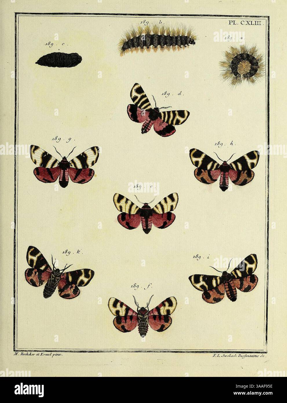 Insectes d'Europe, peints d'après nature Atlas 2 Plate CXLIII Stock ...