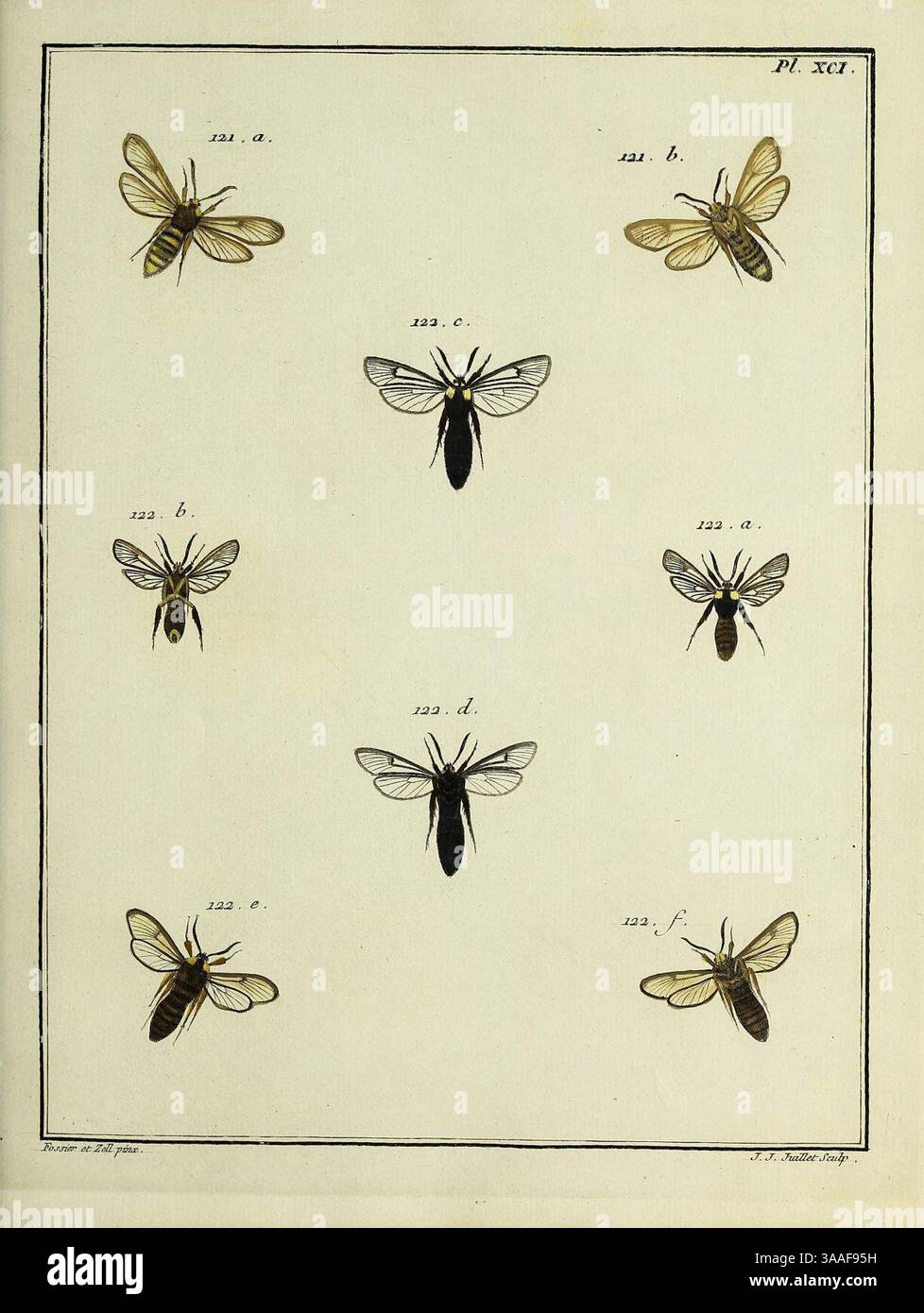 Insectes d'Europe, peints d'après nature Atlas 2 Plate XCI Stock Photo ...