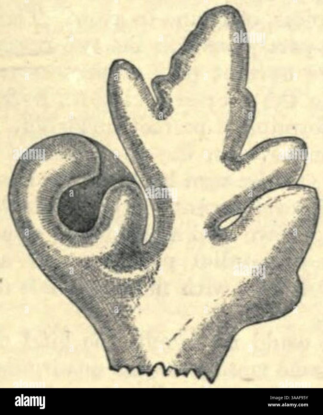 Insectivorous Plants, Darwin, 1899 (fig. 24 Stock Photo - Alamy