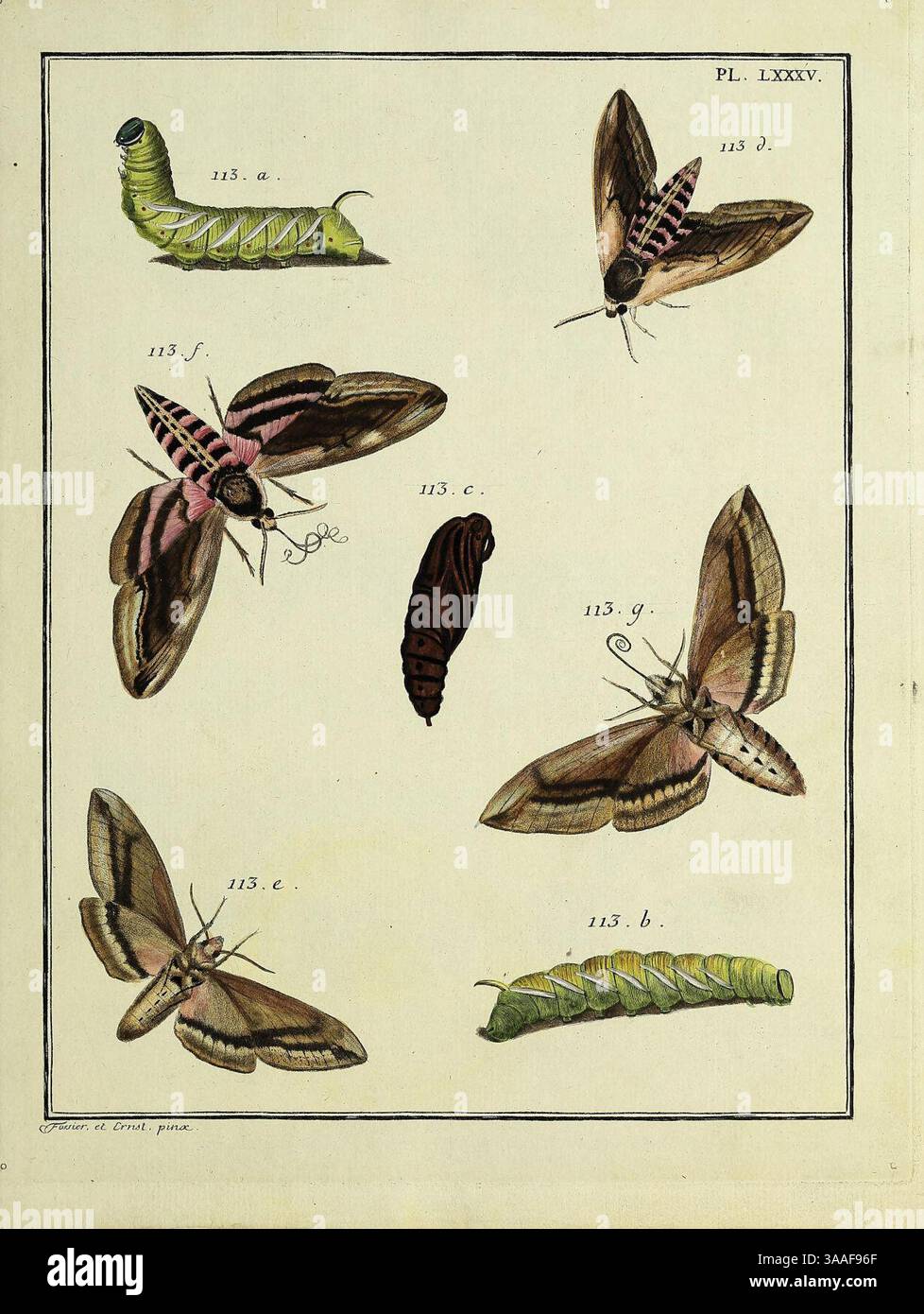 Insectes d'Europe, peints d'après nature Atlas 2 Plate LXXXV Stock ...