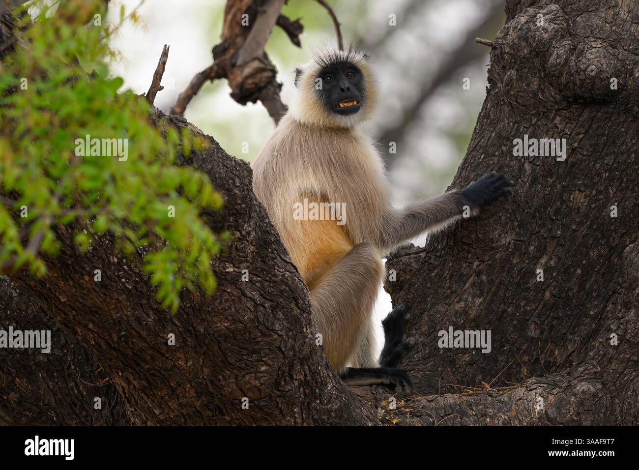 Adult langur monkey sitting in a tree, Panna Tiger Reserve, India Stock ...