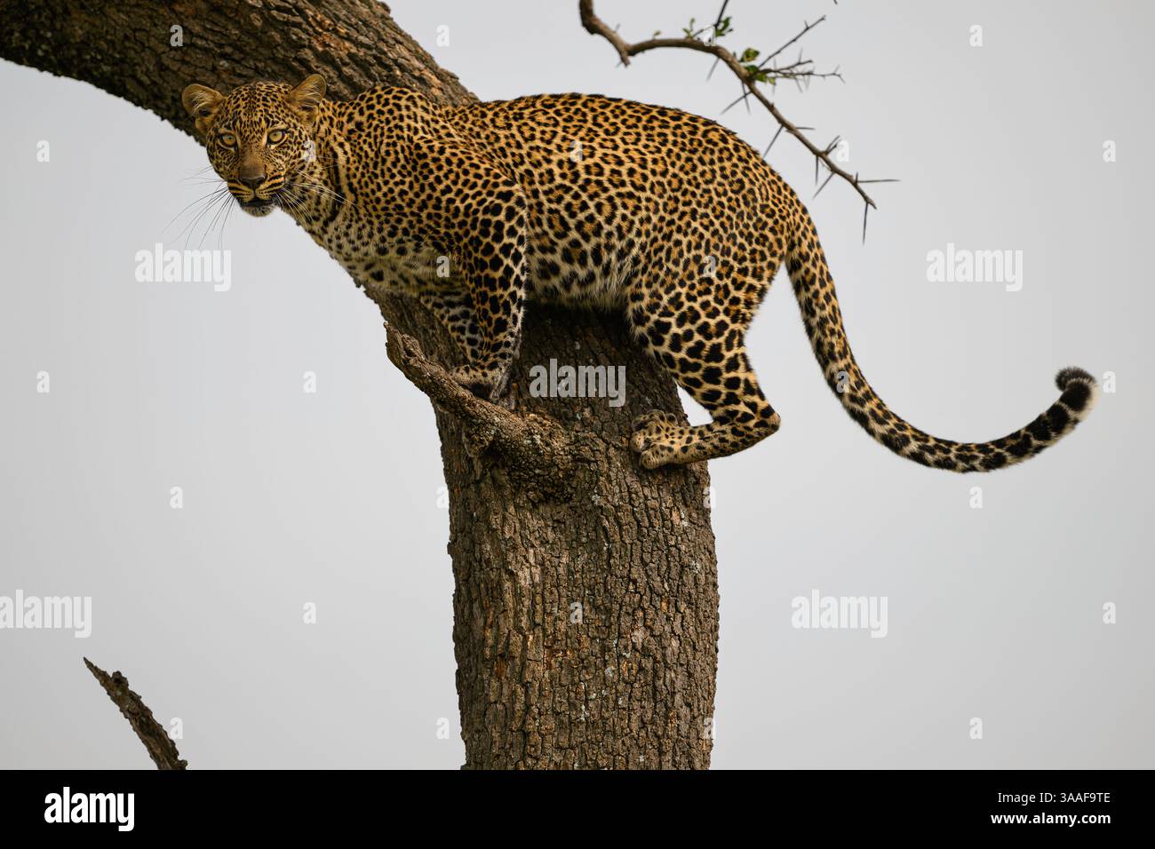 Leopard male panthera pardus hi-res stock photography and images - Alamy