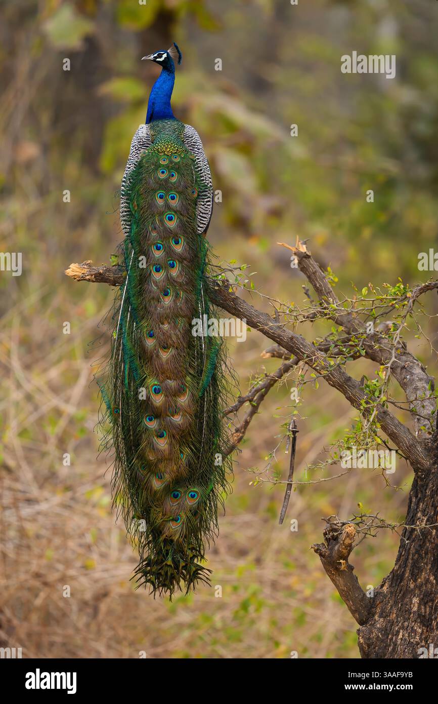 Peacock sitting on a branch with his back and tail feathers showing ...