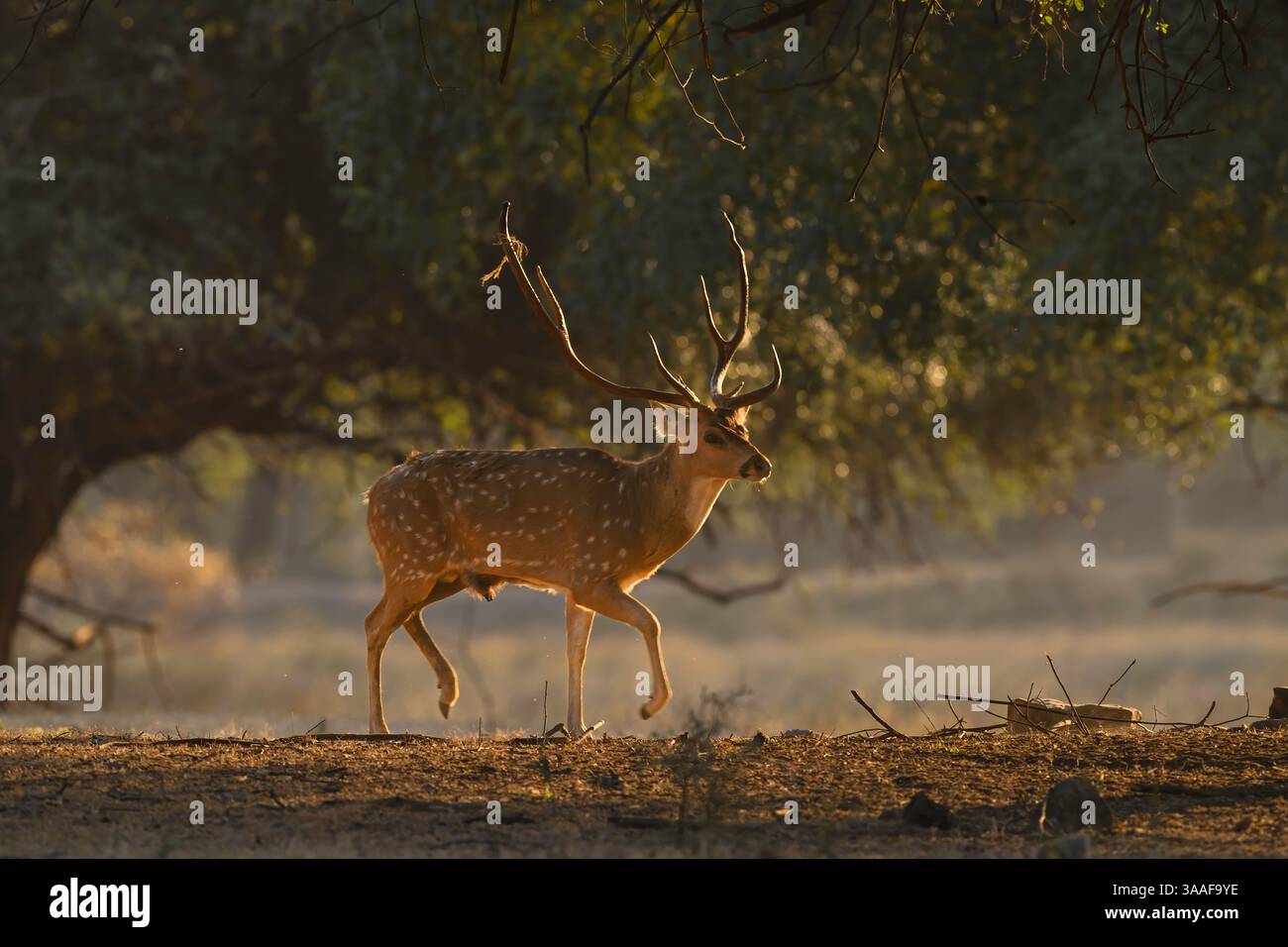 Spotted deer buck walking, Panna Tiger Reserve, India Stock Photo - Alamy