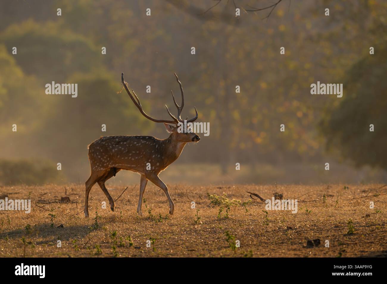 Spotted deer buck walking, Panna Tiger Reserve, India Stock Photo - Alamy