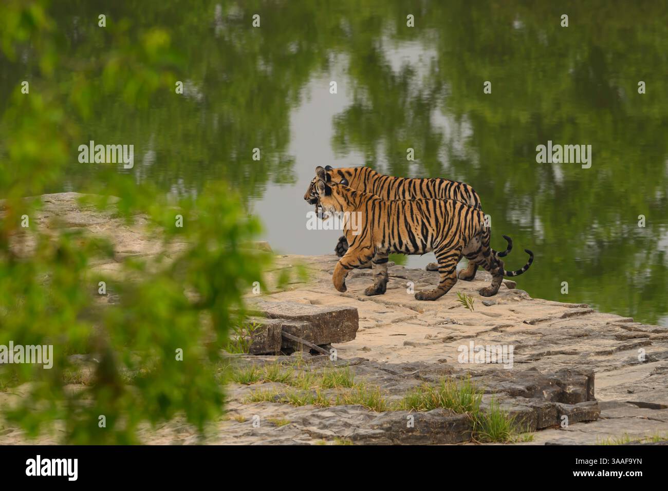Two cubs of tiger P-141 walking across rocks along the Ken River, Panna ...