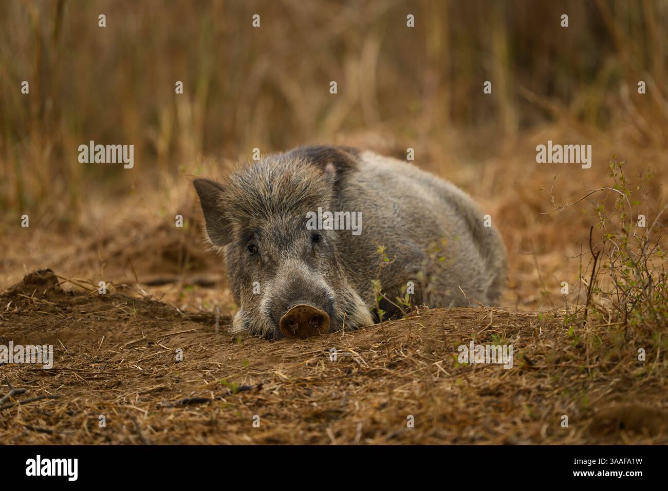 Indian wild boar resting, Panna Tiger Reserve, India Stock Photo - Alamy