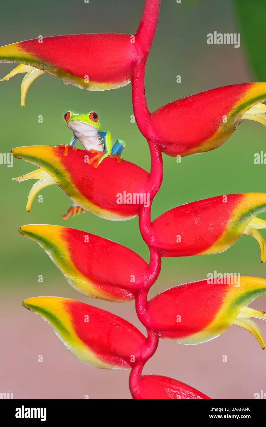 Red-eyed Tree Frog (Agalychins callydrias) on a Heliconia (Heliconoa ...