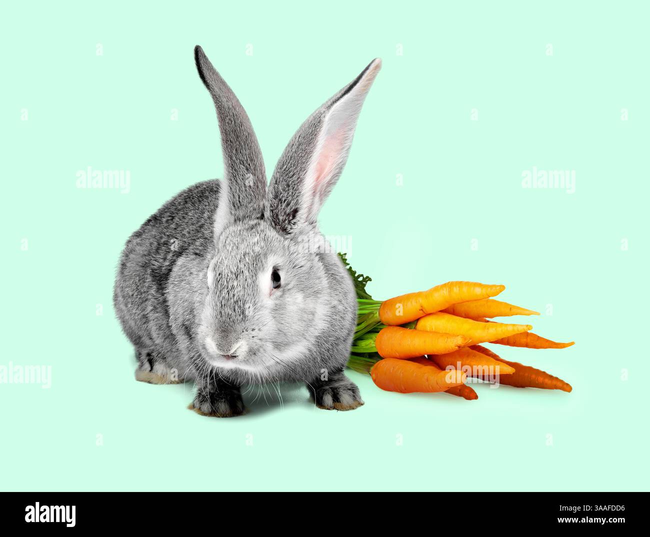 Cute grey rabbit and carrots on light turquoise background Stock Photo ...