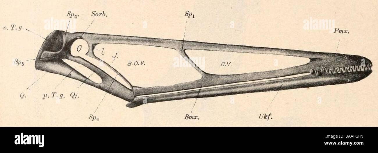 Istiodactylus skull, from Abel, O. (1919). Die Stämme der Wirbeltiere ...
