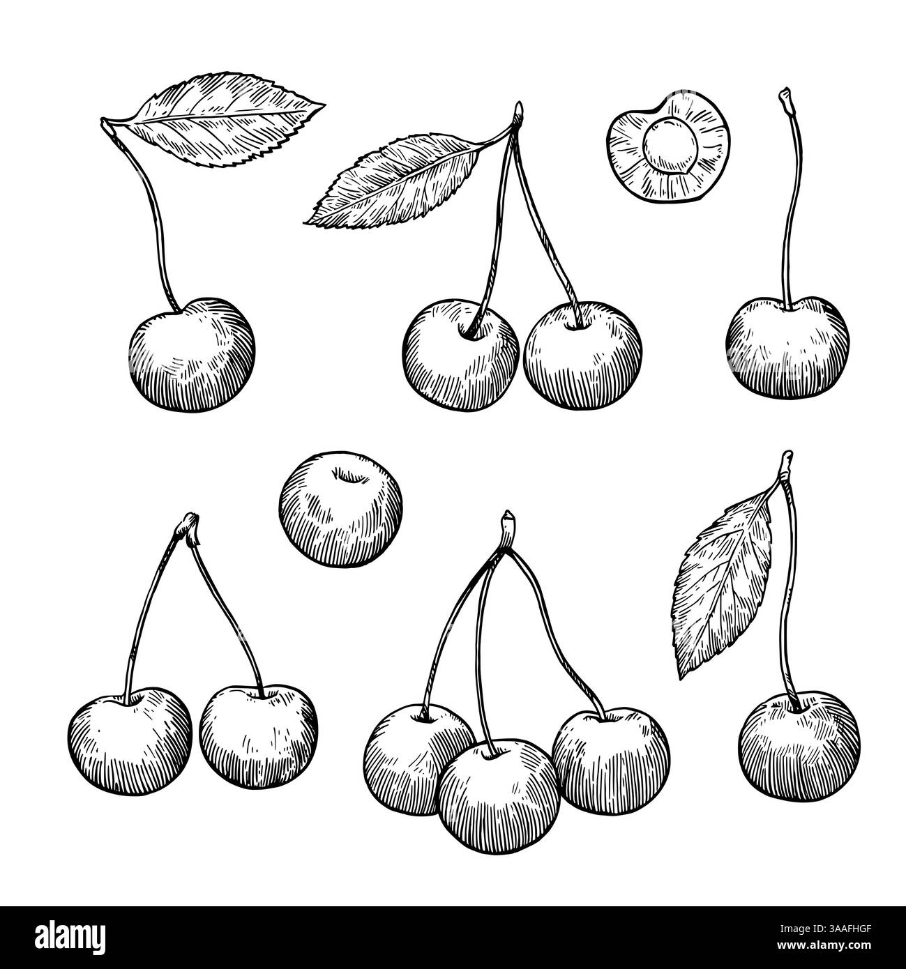 Set of cherry ink black and white illustrations isolated on white ...