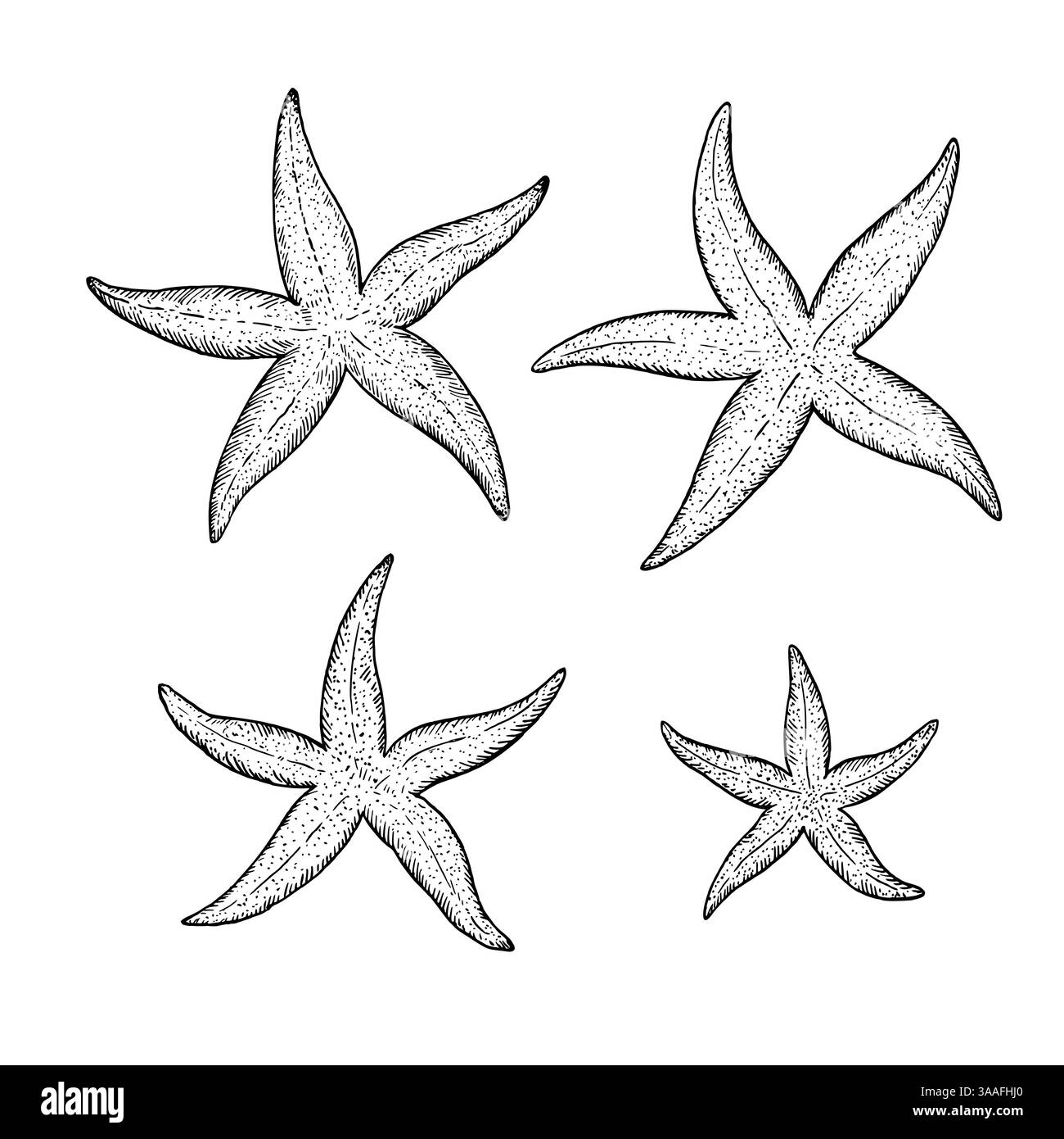 Set of starfish ink black and white illustrations isolated on white ...