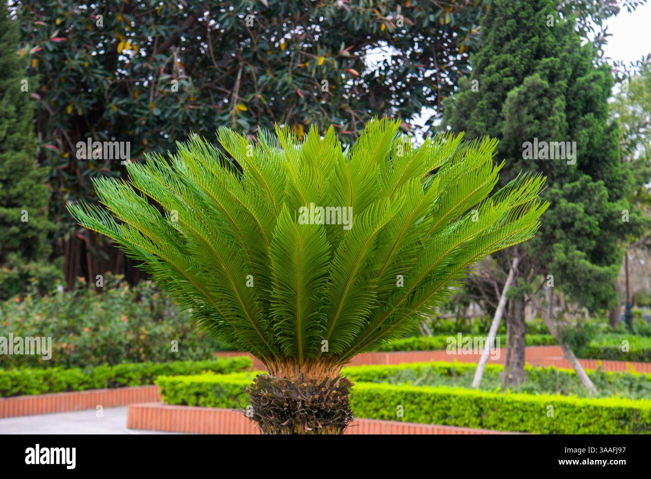 Cycad plant in Botanical Gardens Stock Photo - Alamy