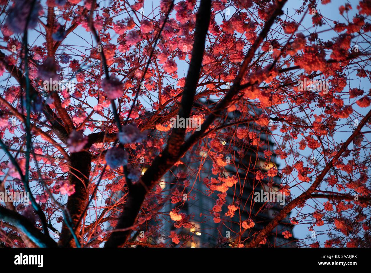 cherry Blossoms flowers at nigth with pink ligth in vancouver blossoms ...