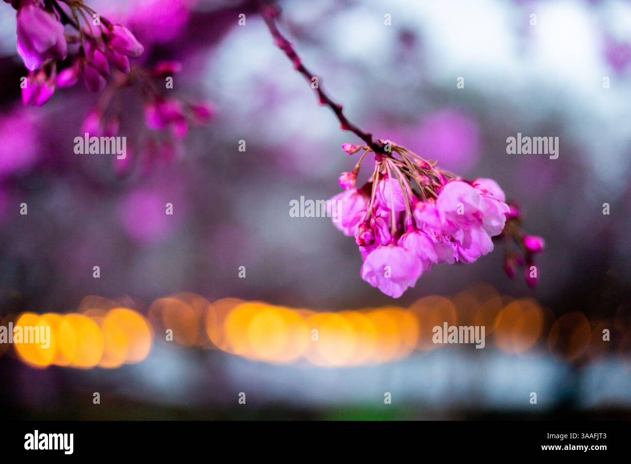 cherry Blossoms flowers at nigth with pink ligth in vancouver blossoms ...
