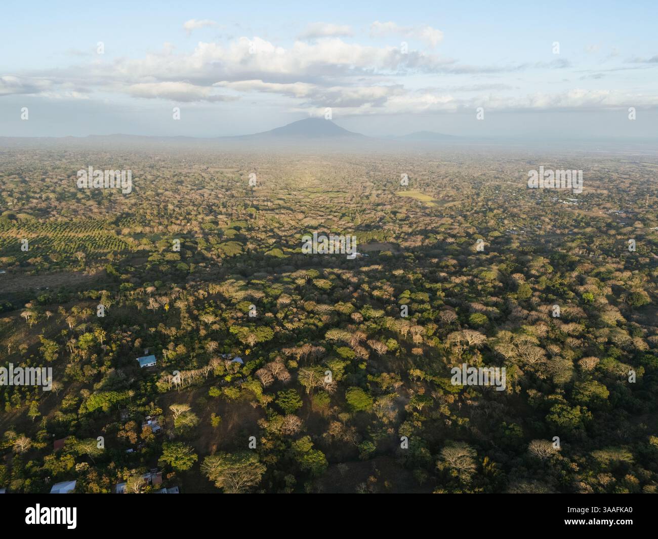 Bird's eye view reveals thick forest landscape with rolling hills ...