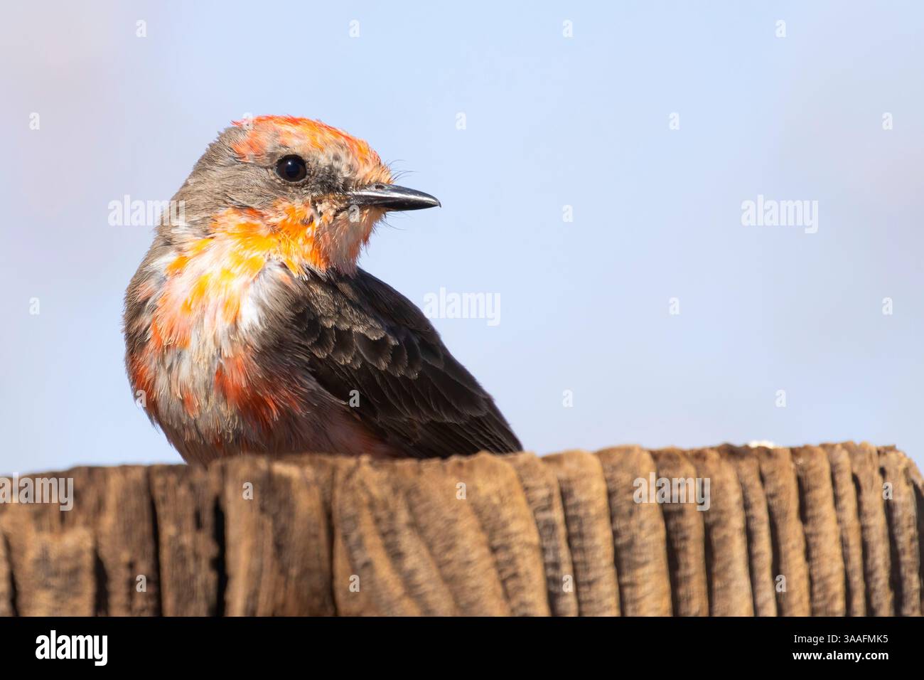 Vermillion flycatcher (Pyrocephalus obscurus), Raúl M. Grijalva Canoa ...