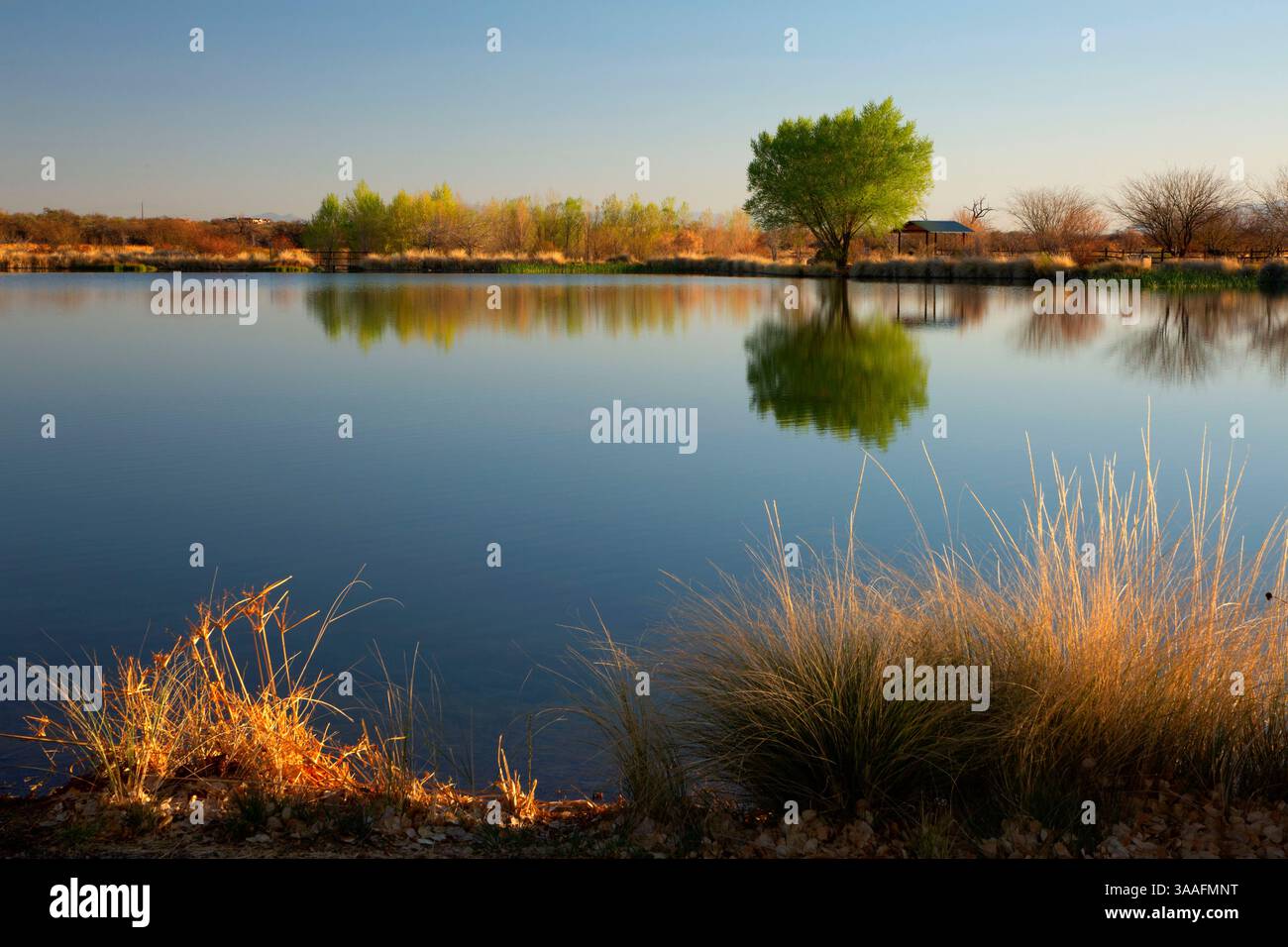 Ranch pond, Raúl M. Grijalva Canoa Ranch Conservation Park, Arizona ...