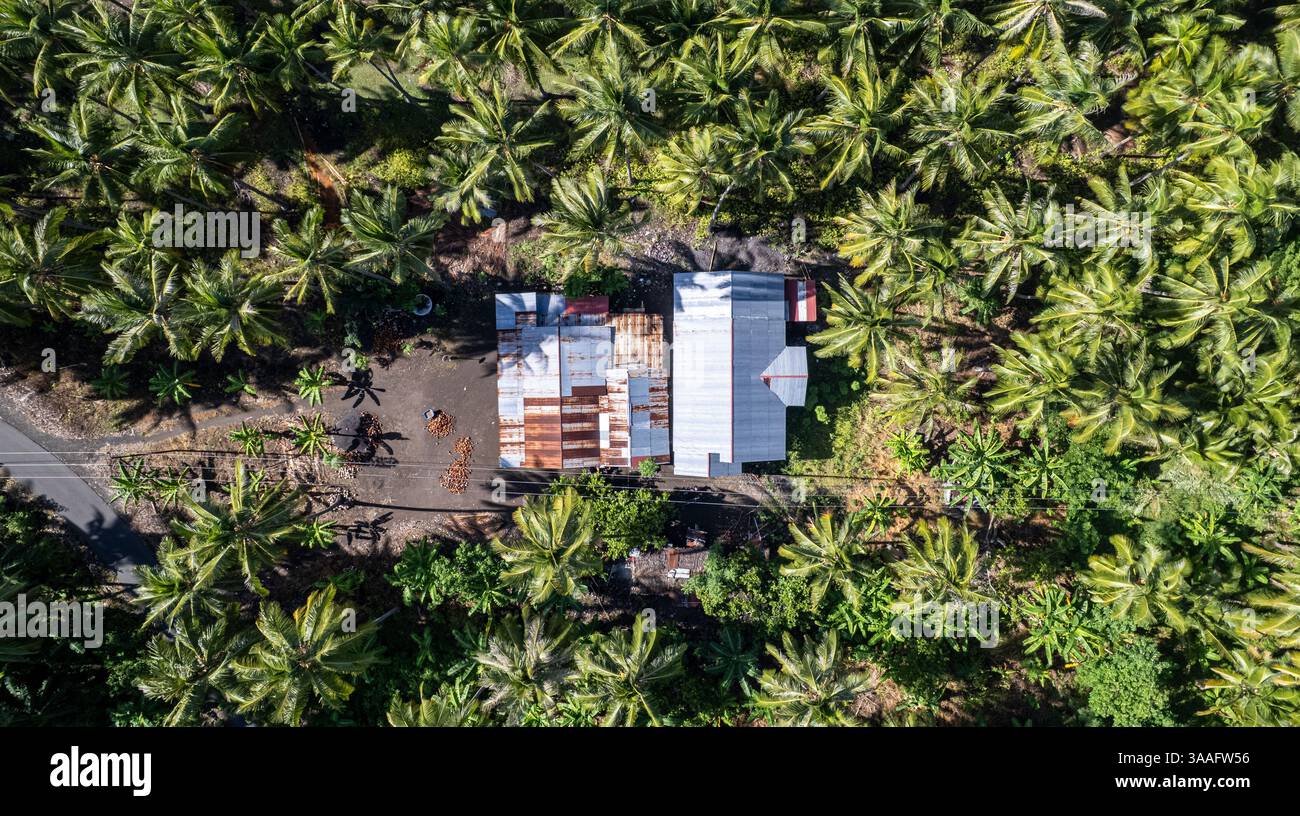 A stunning aerial top-down view of lush coconut palm trees surrounding ...