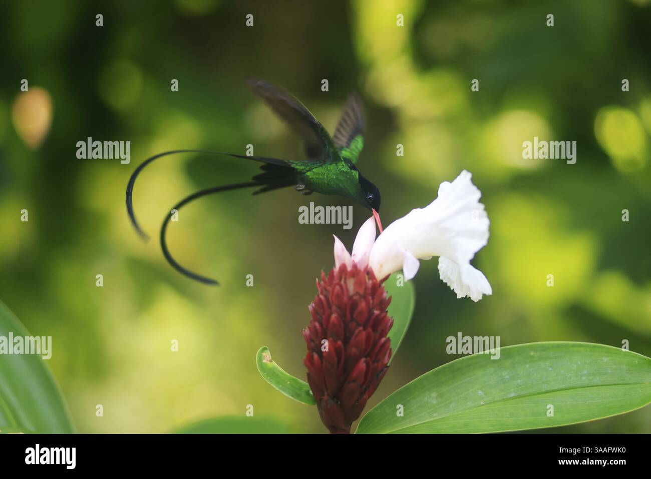 A Doctor Bird or Pennant-tail (Trochilus polytmus), Hummingbird ...
