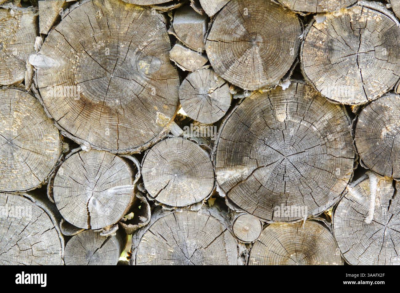 Closeup shot pile tree hi-res stock photography and images - Alamy