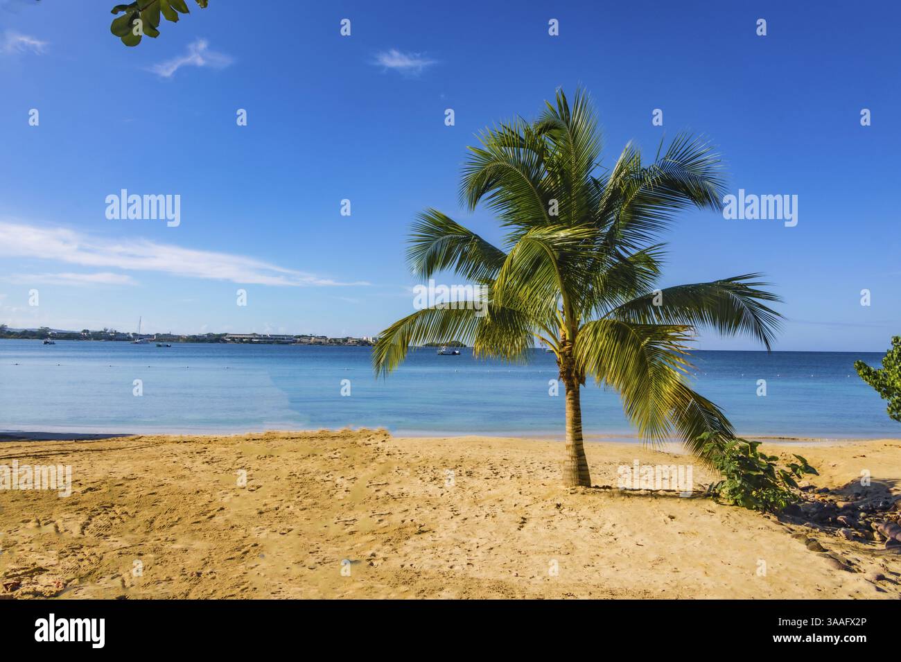 At the Beach with Palm Trees in Negril, Jamaica, Caribbean, Middle ...