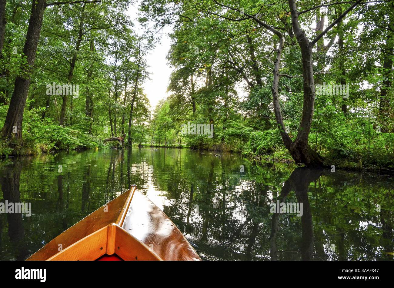 Landscape with watercourses and forest in the Spreewald in Brandenburg ...