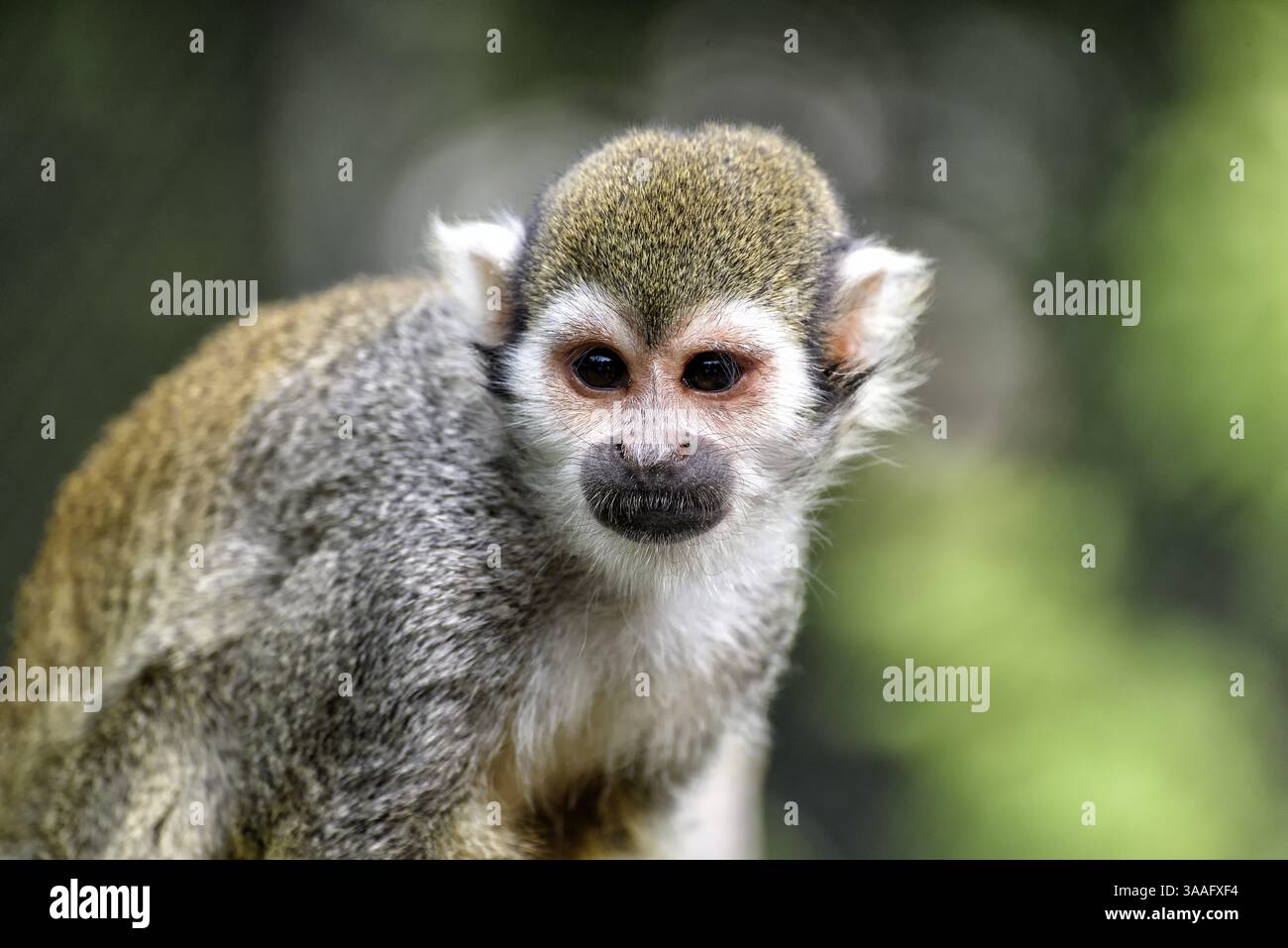 Squirrel monkeys in the jungle of South America Stock Photo - Alamy