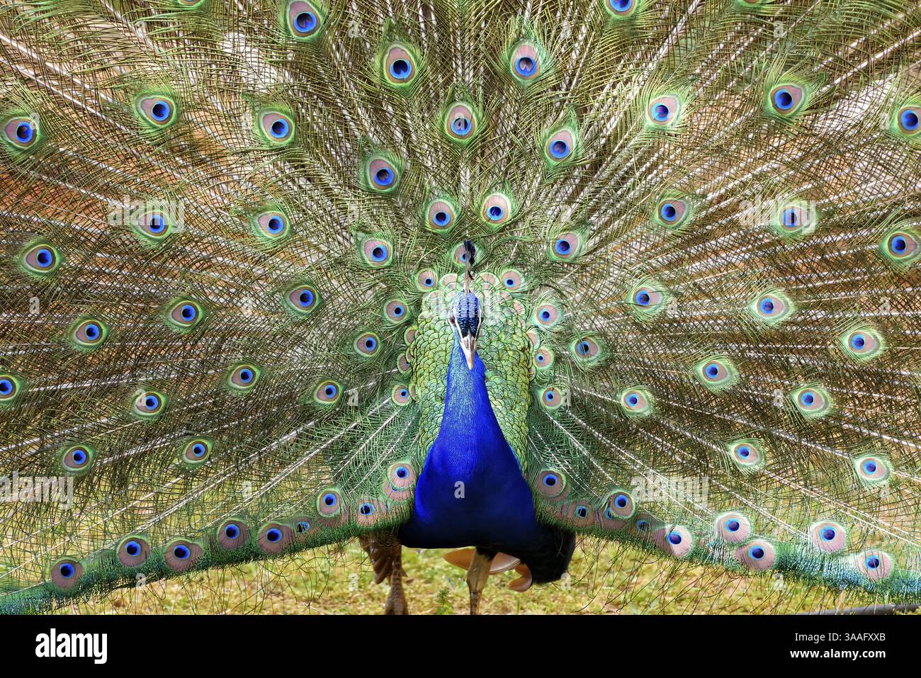 Peacock in spring with beautiful plumage Stock Photo - Alamy