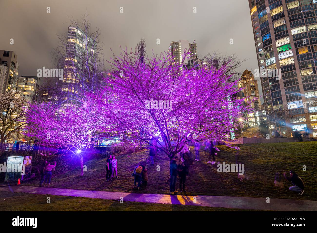 David Lam Park, vancouver, bc, Blossoms after dark festival , March 28, 2025 Stock Photo - Alamy