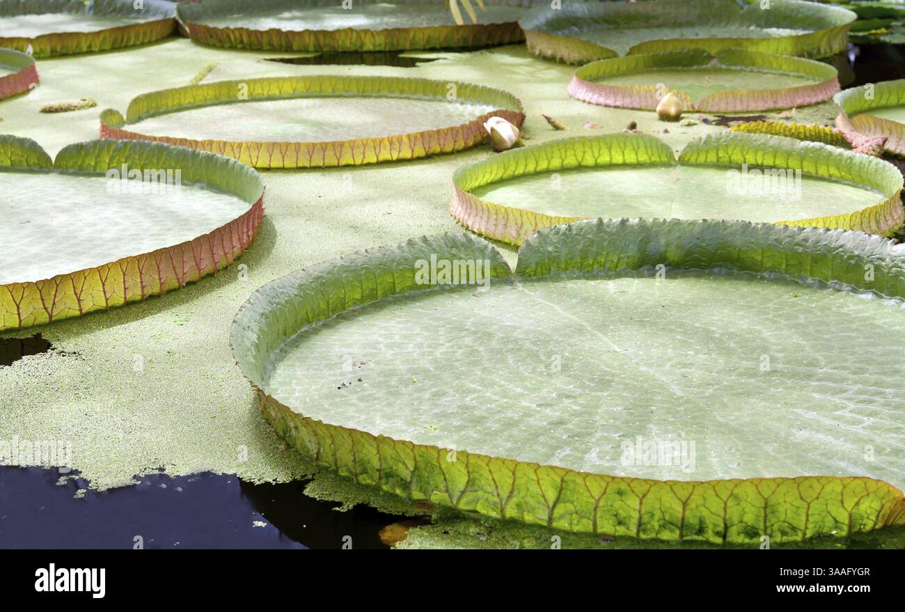 Floating on the water lily, tropical garden Stock Photo - Alamy