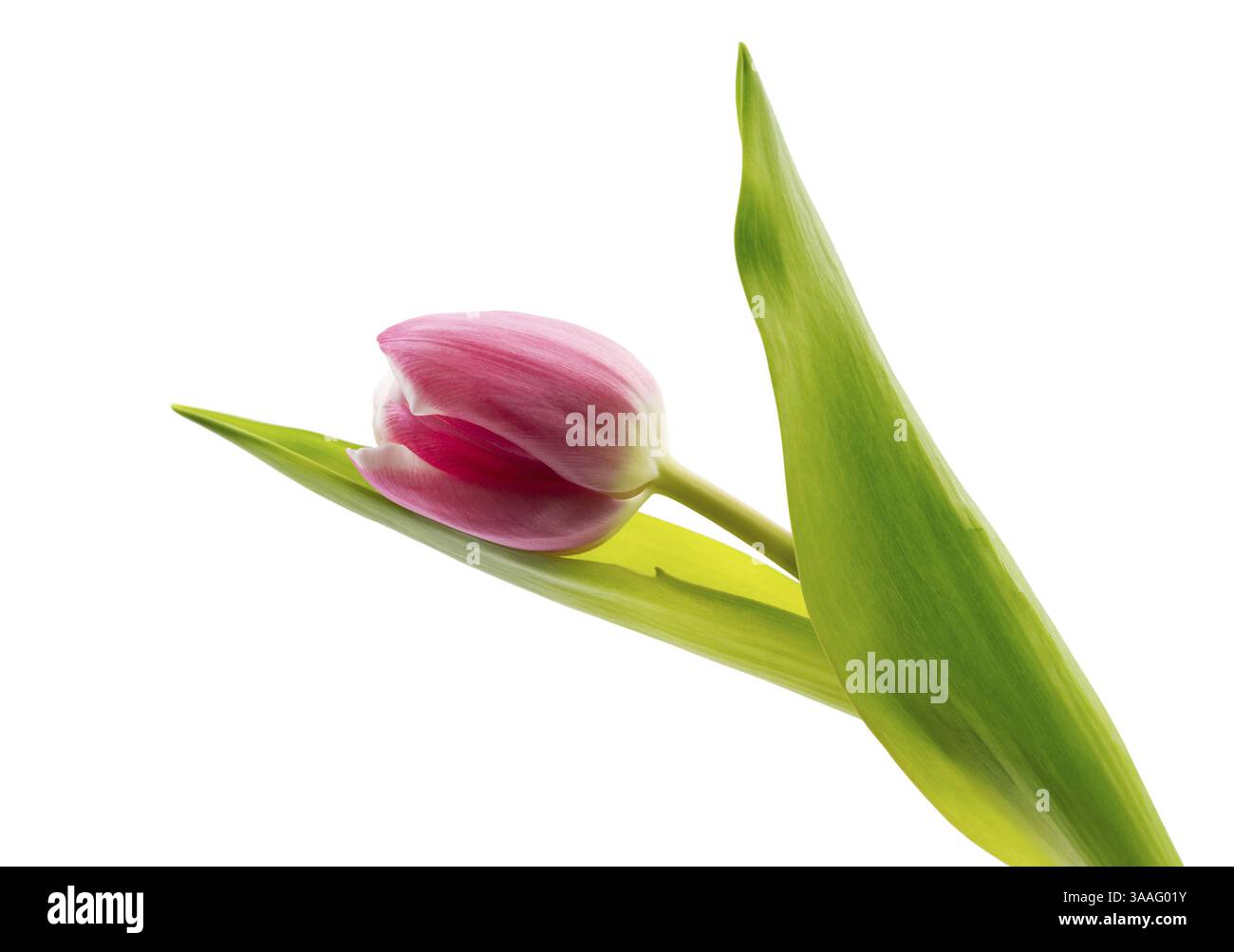 One pink tulip. Isolate on white background Stock Photo - Alamy