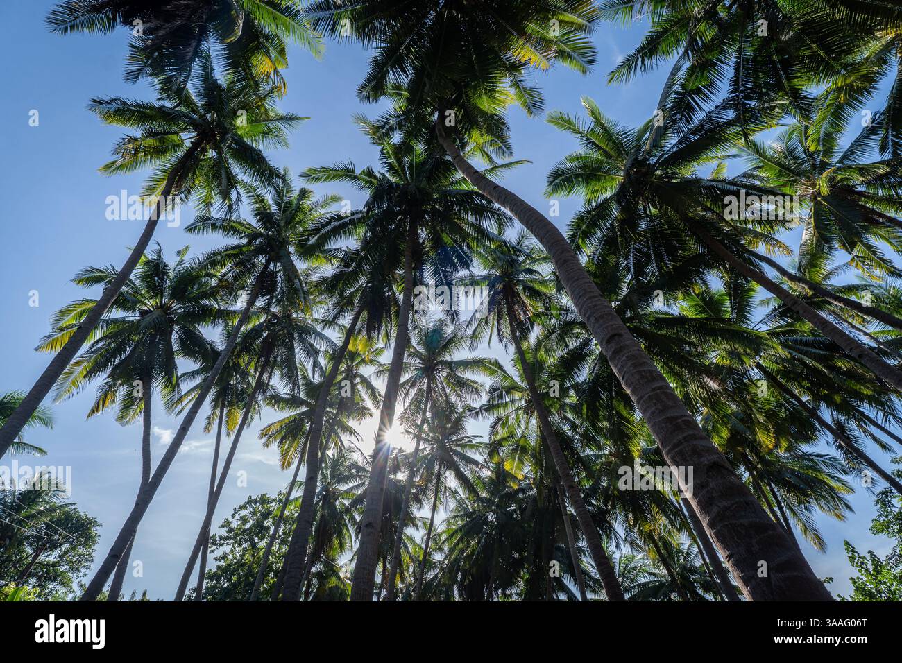 A beautiful view of tall coconut palm trees swaying under a clear blue sky, with sunlight ...