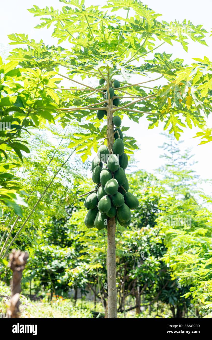 A vibrant papaya tree (Carica papaya) with clusters of unripe green ...