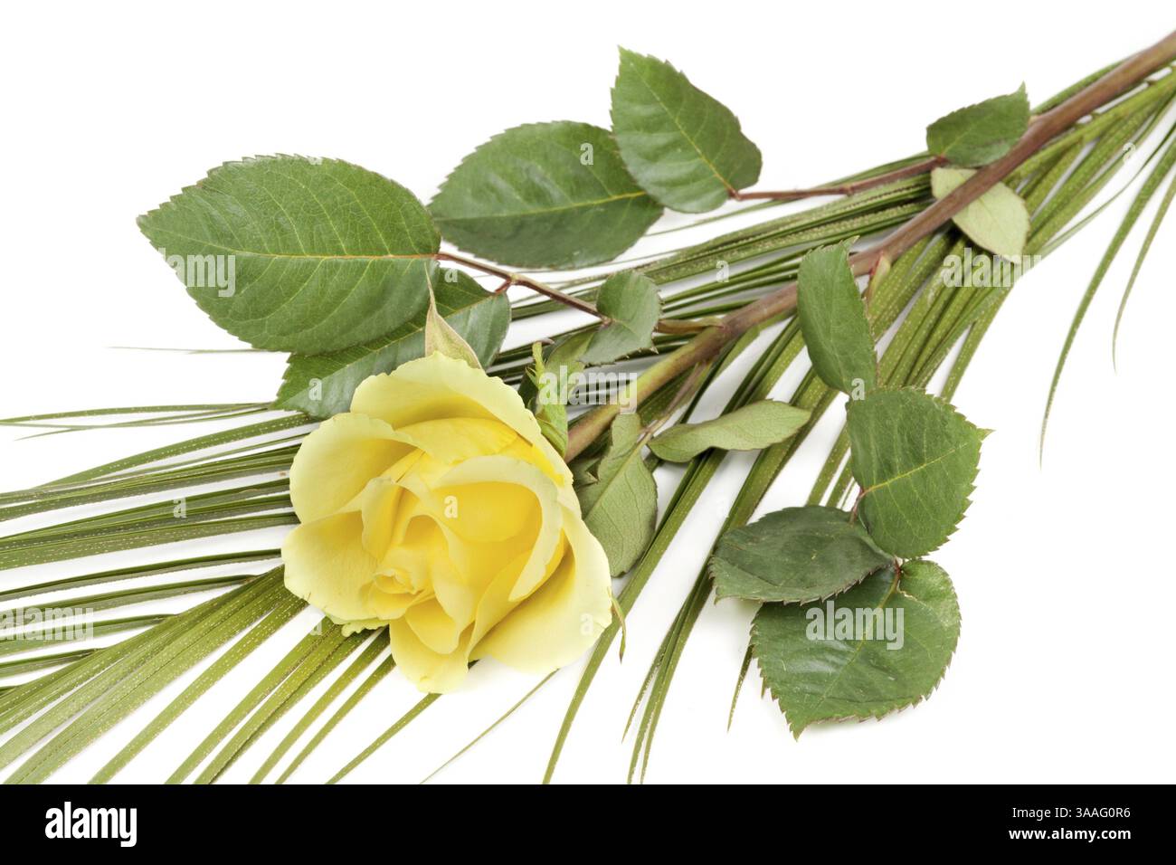 Fresh yellow roses isolated on white background Stock Photo - Alamy