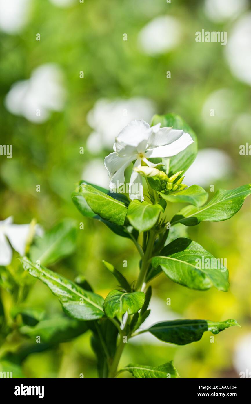 A detailed close-up of Arabian Jasmine (Jasminum sambac) with pure ...