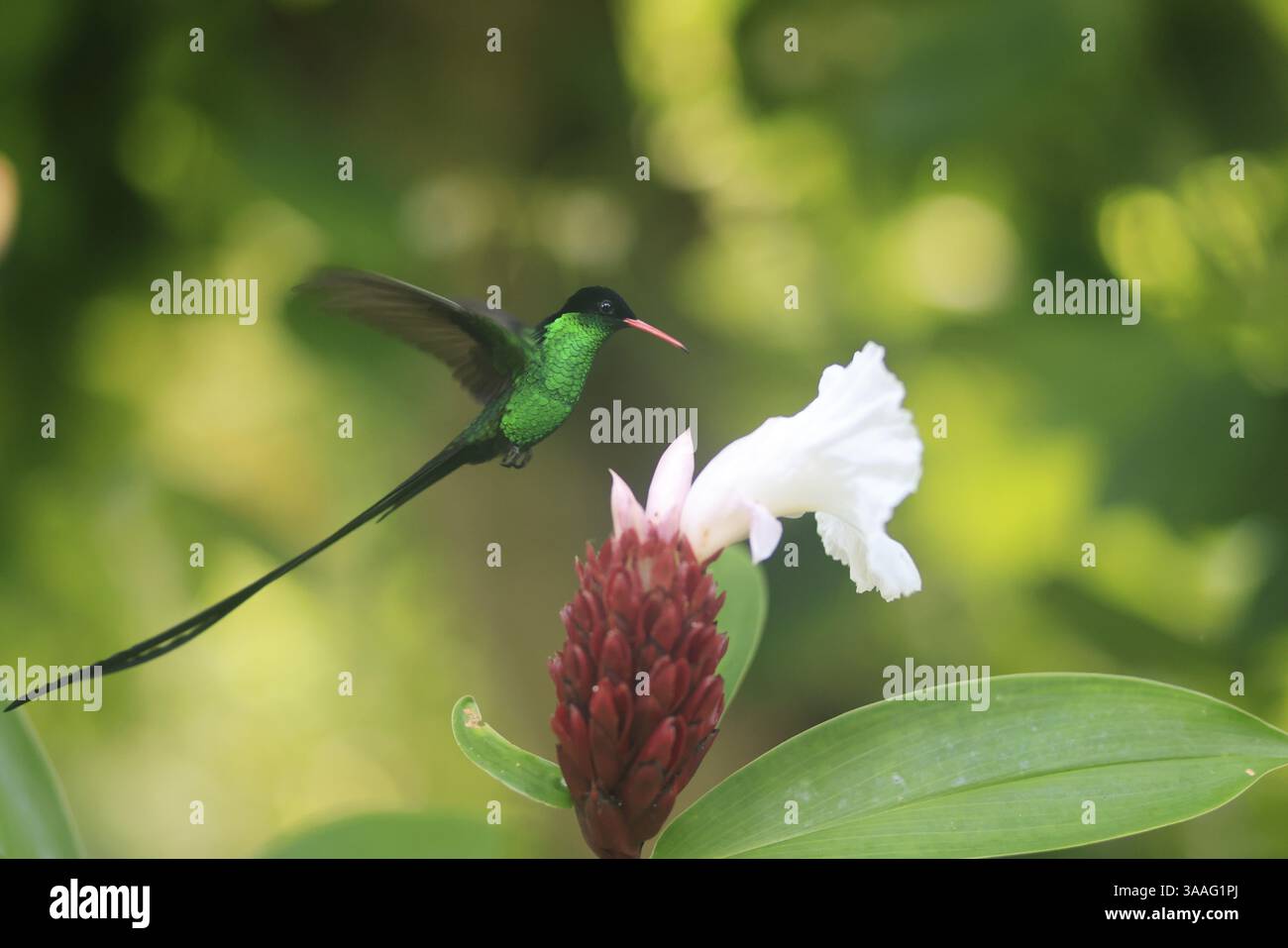 A Doctor Bird or Pennant-tail (Trochilus polytmus), Hummingbird ...