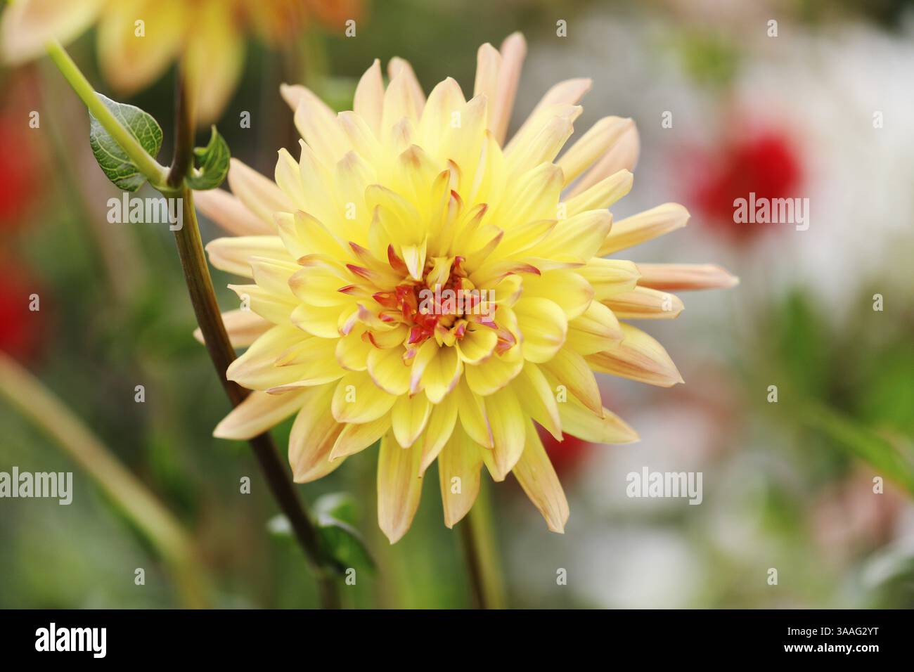 Dahlia Flowers in different colours Stock Photo - Alamy