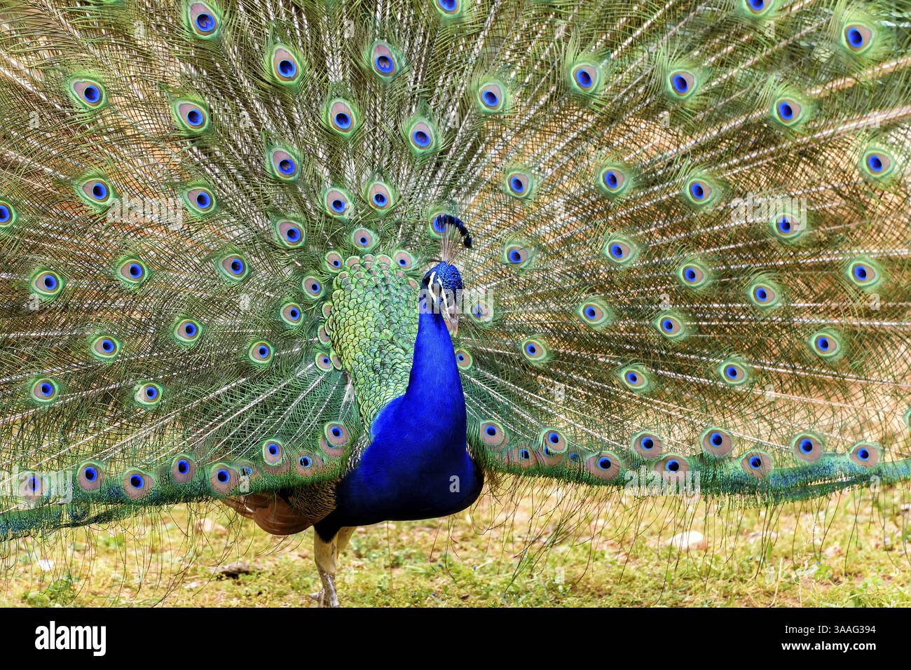 Peacock in spring with beautiful plumage Stock Photo - Alamy