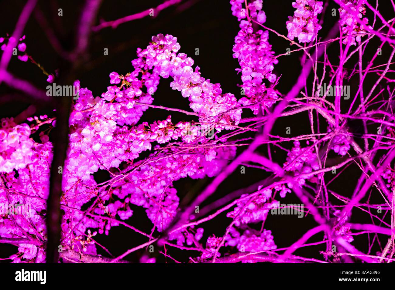 cherry Blossoms flowers at nigth with pink ligth in vancouver blossoms ...