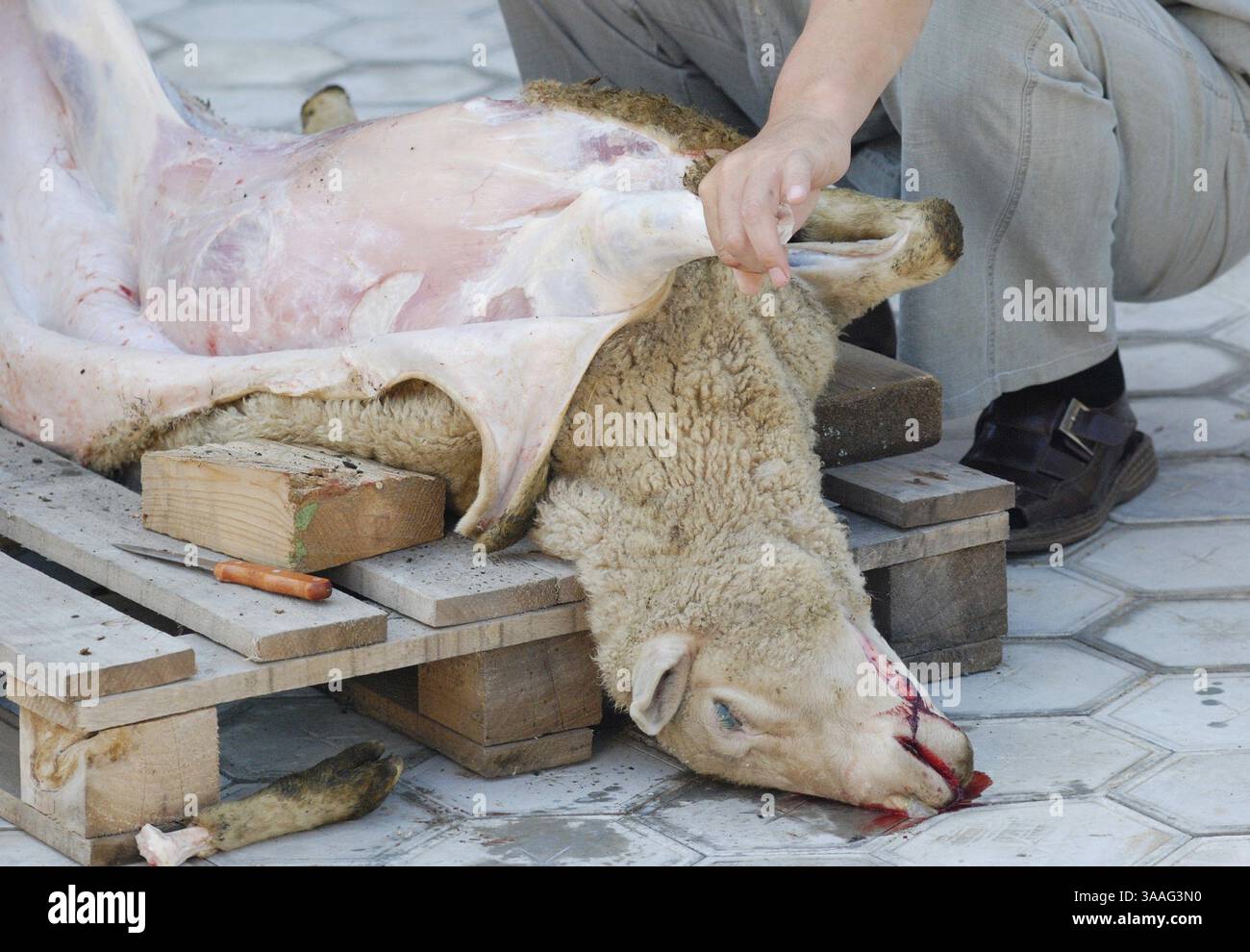 A killed sheep is skinned, mutton is a common food for Mongolian people ...