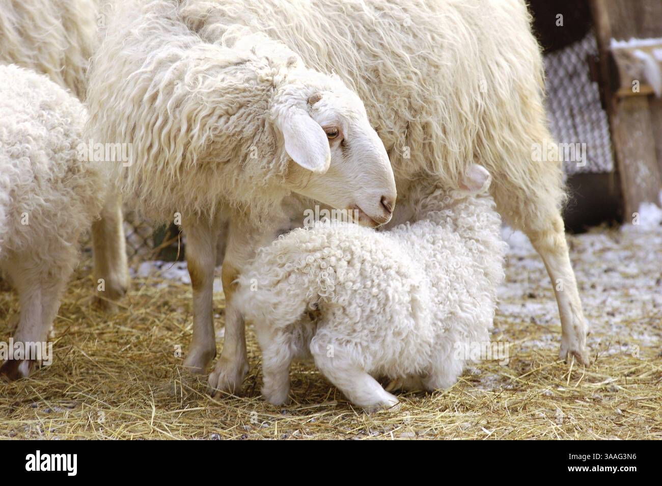 Female sheeps hi-res stock photography and images - Alamy