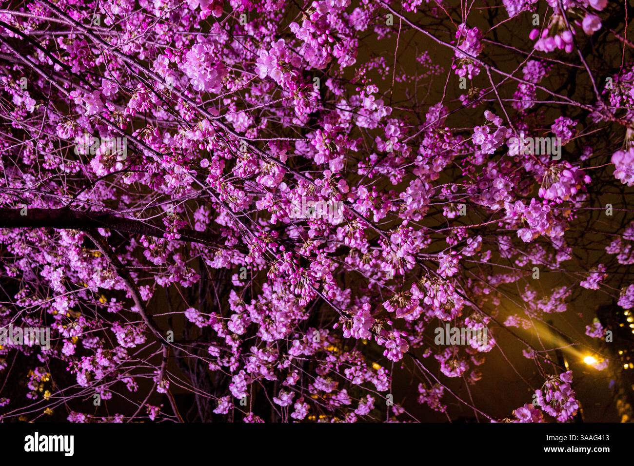 cherry Blossoms flowers at nigth with pink ligth in vancouver blossoms ...